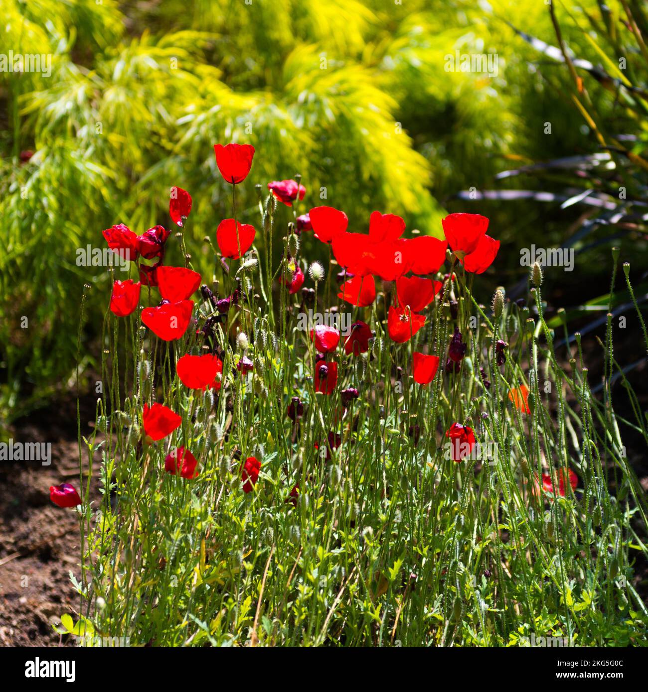 The red poppies in the Getty Center garden in Los Angeles, California ...