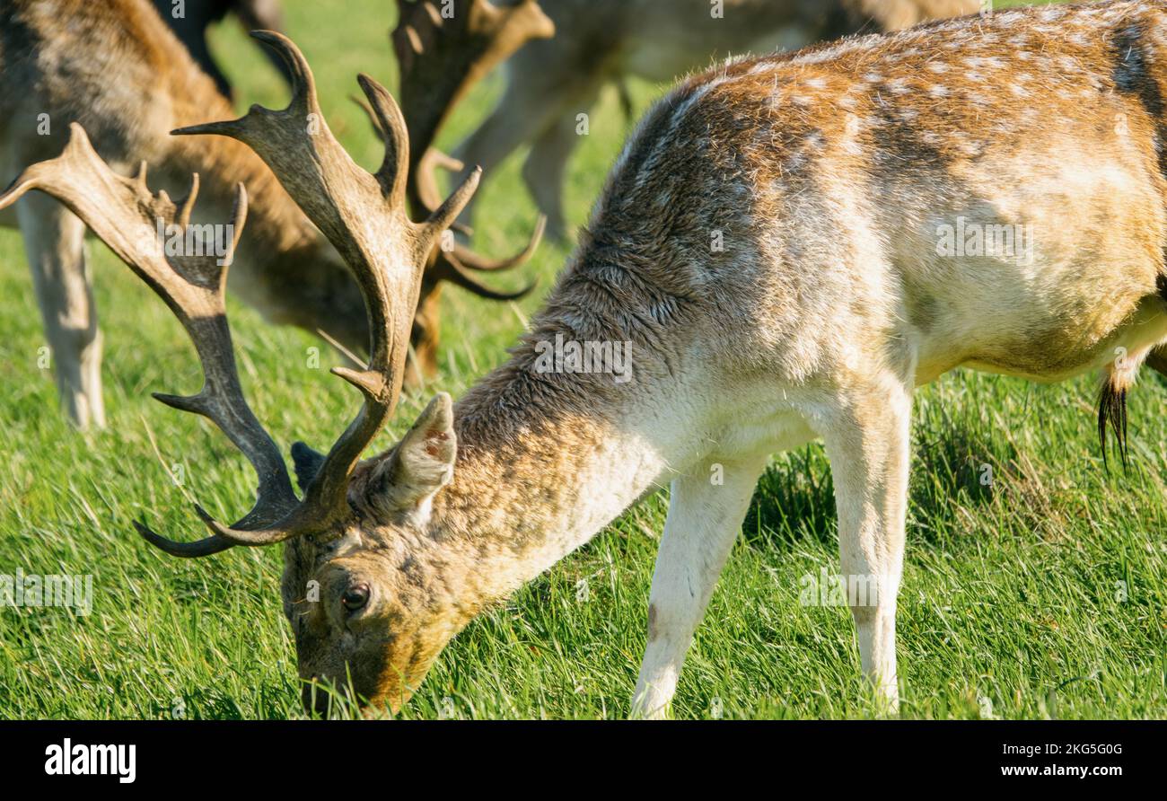 Wild Fallow Deer, dama dama, in Phoenix Park, Dublin Stock Photo - Alamy