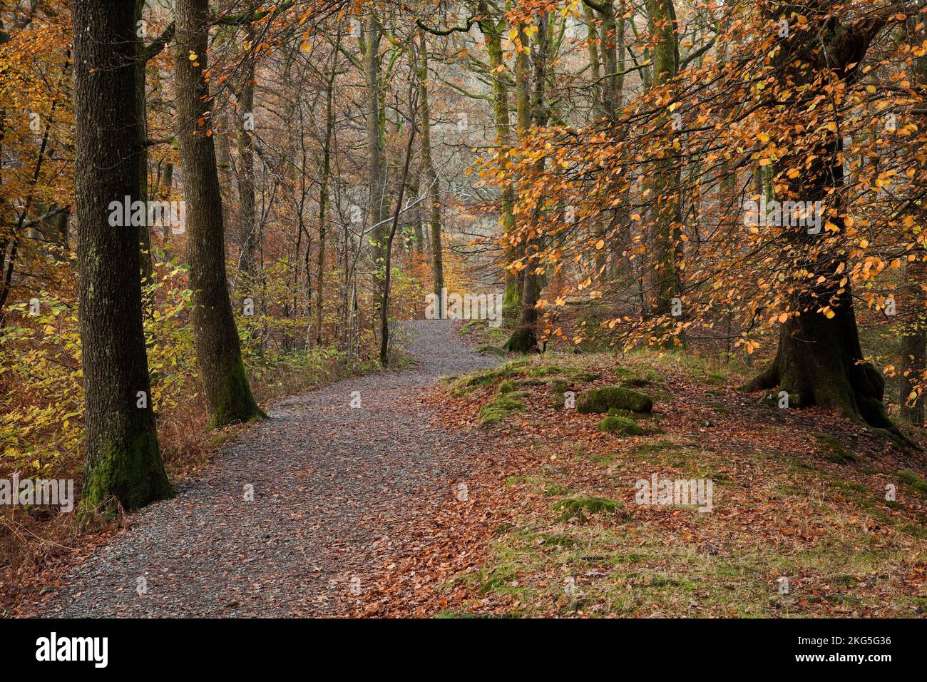 The footpath through Penny Rock Wood near Grasmere, Lake District, UK ...