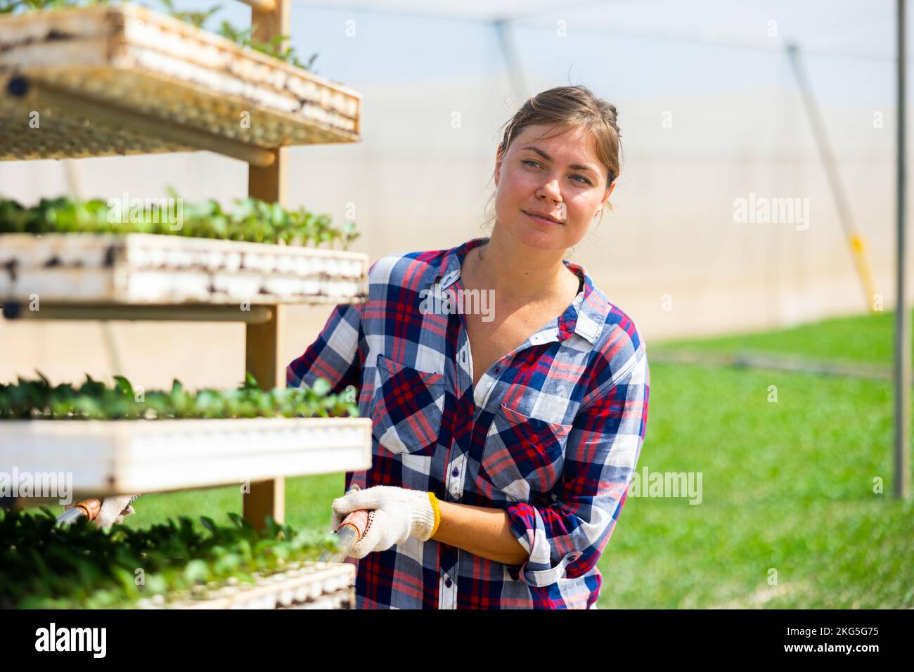 Female greenhouse worker moves cart with seedling trays Stock Photo - Alamy