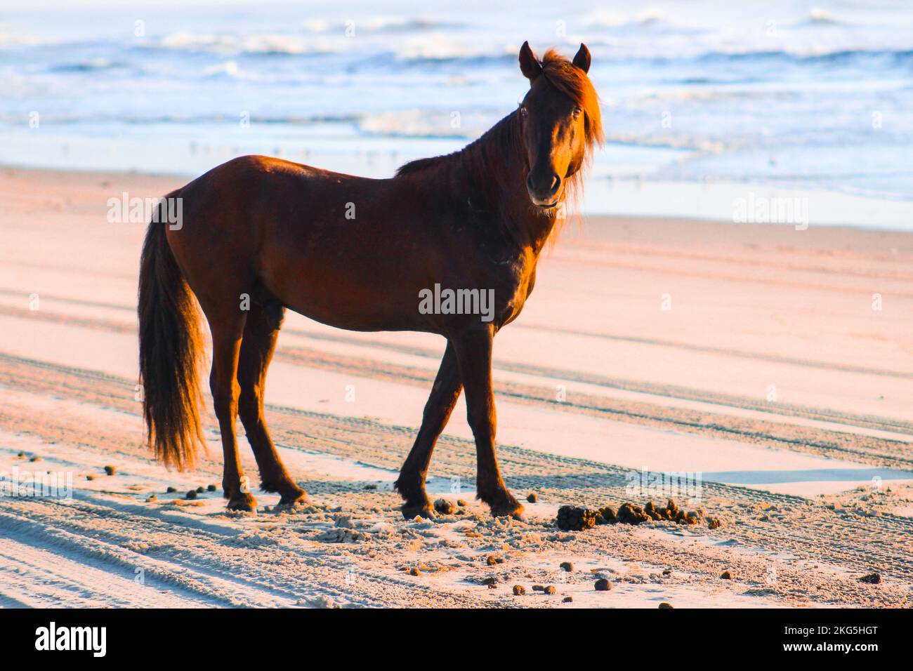 A wild horse on the Carova beach in Outer Banks, North Carolina Stock ...