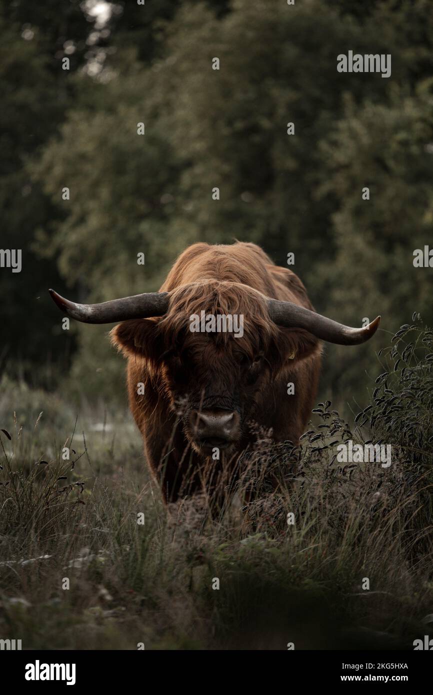 Highlander bull hi-res stock photography and images - Alamy
