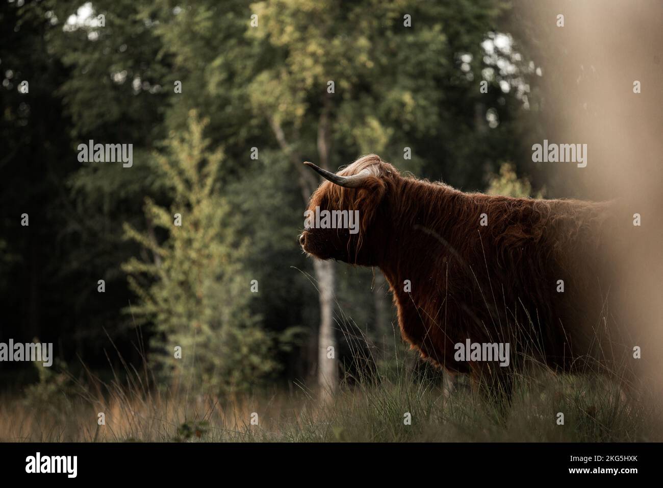 A Scottish highlander bull in a field Stock Photo - Alamy