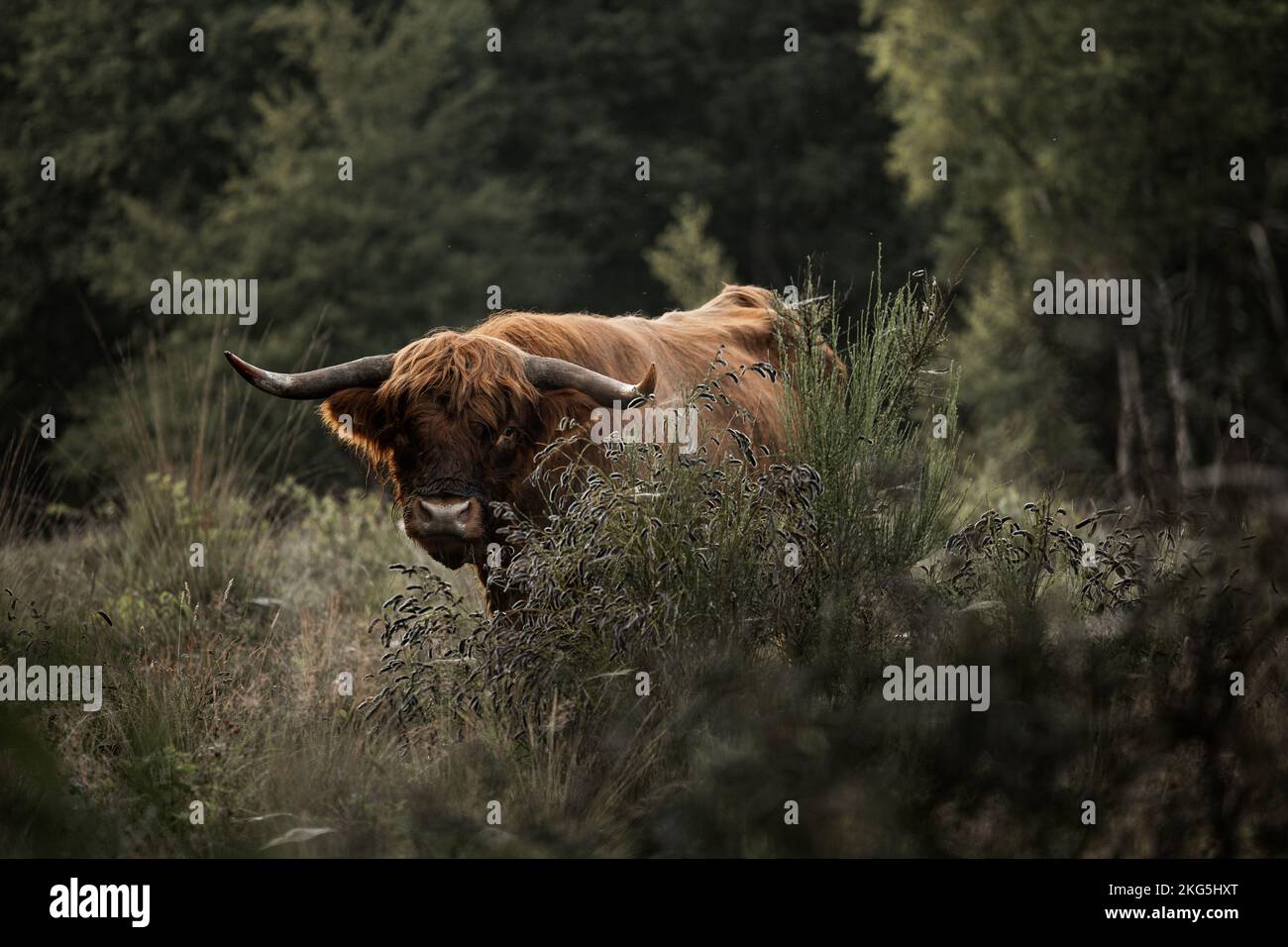 Highlander bull hi-res stock photography and images - Alamy