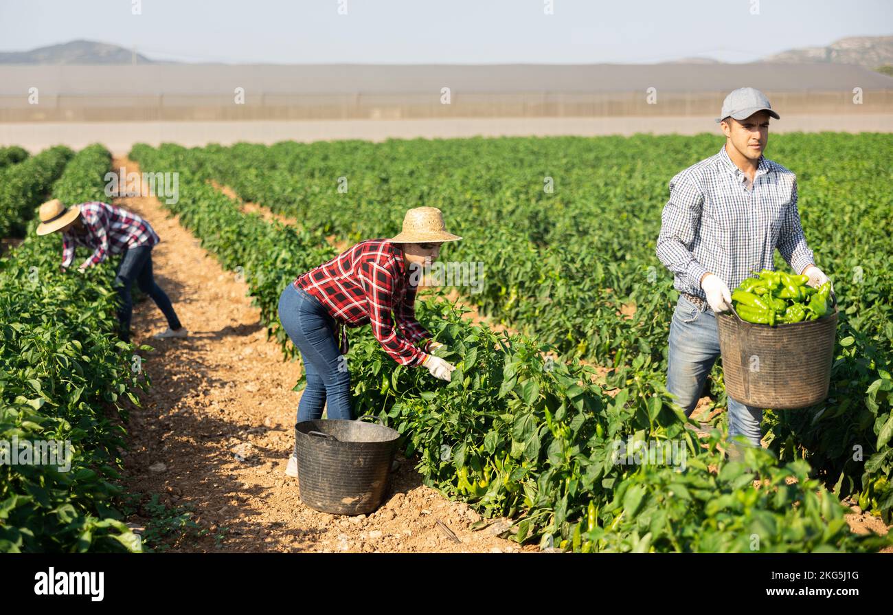 Farmers picking green pepper on field Stock Photo - Alamy