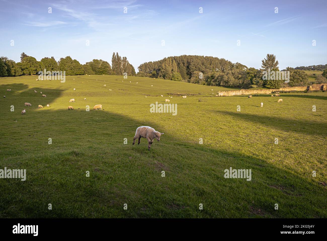 Chipping campden countryside animals hi-res stock photography and ...