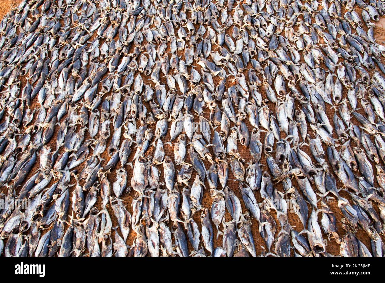 School of dead fish hi-res stock photography and images - Alamy