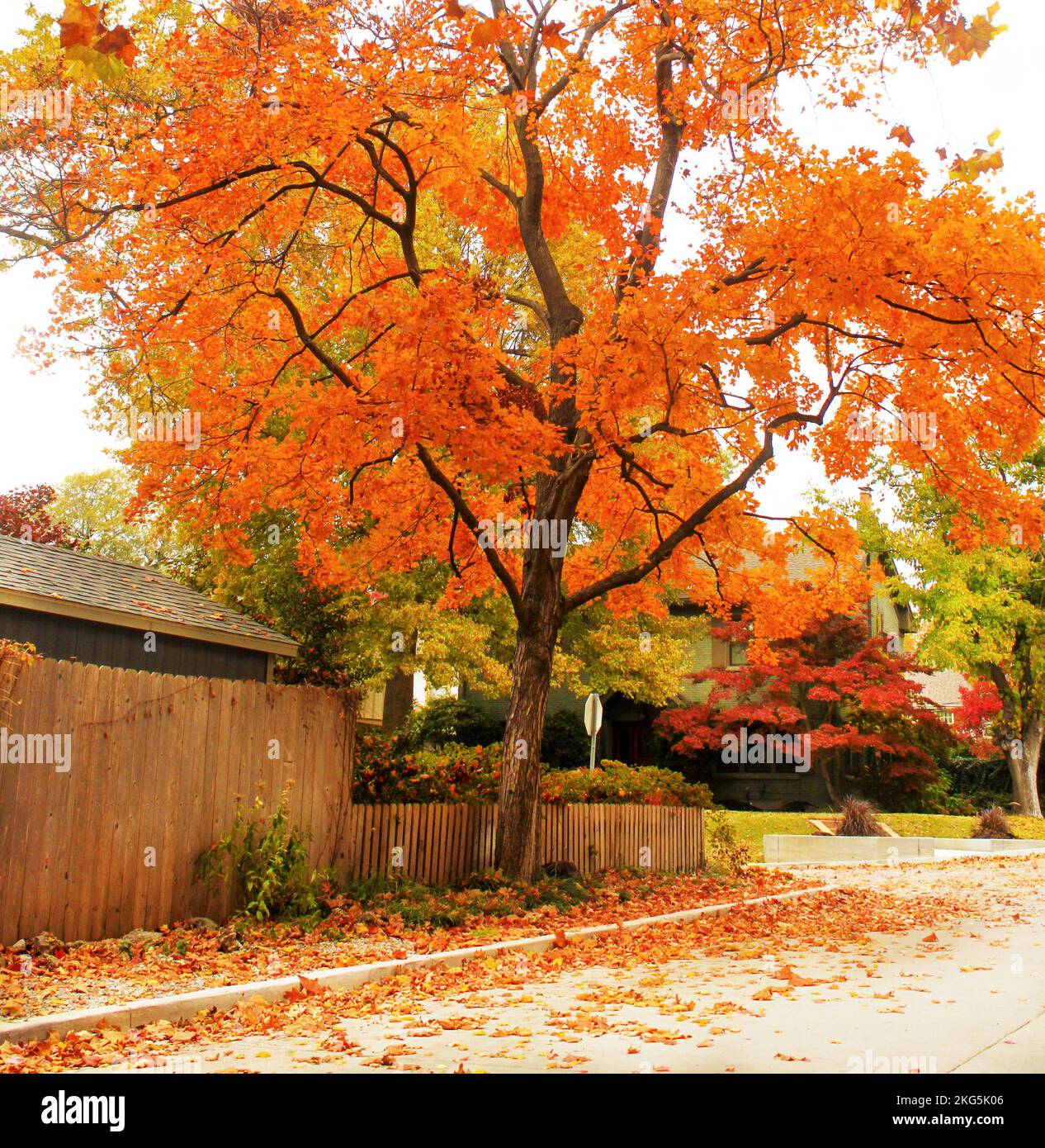 Brilliant orange maple tree on traditional neighborhood street with ...