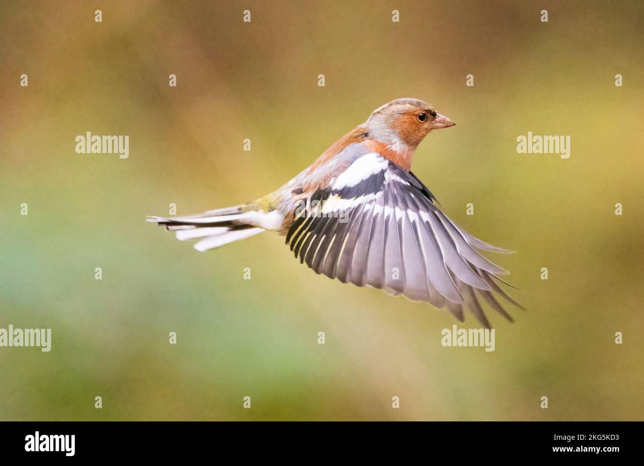 Chaffin in flight Stock Photo - Alamy