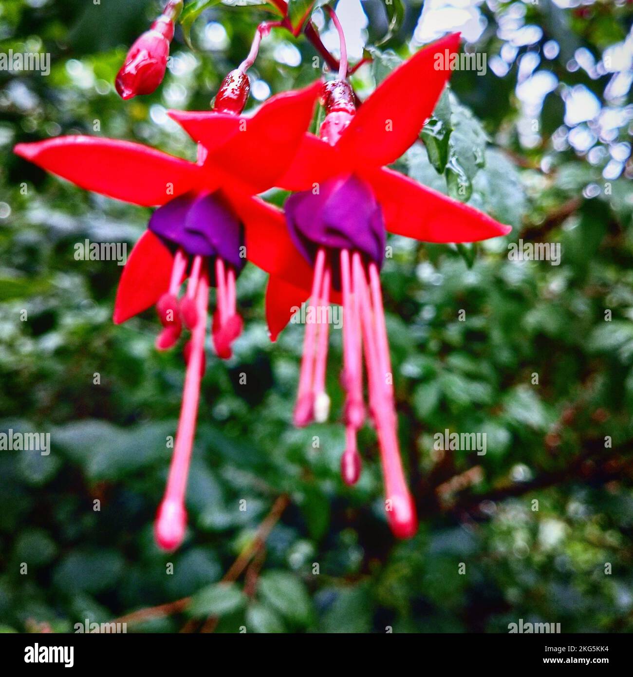 A closeup shot of Fuchsia plant in bloom against green plants ...