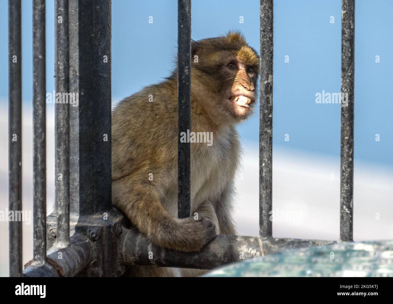 Population of monkeys hi-res stock photography and images - Alamy