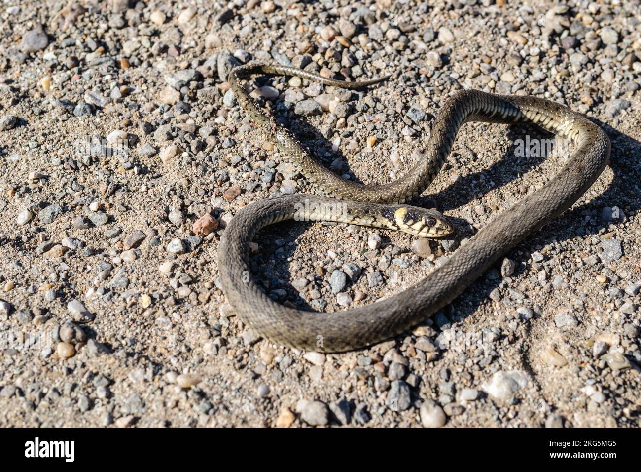 Snake hiding in grass hi-res stock photography and images - Alamy