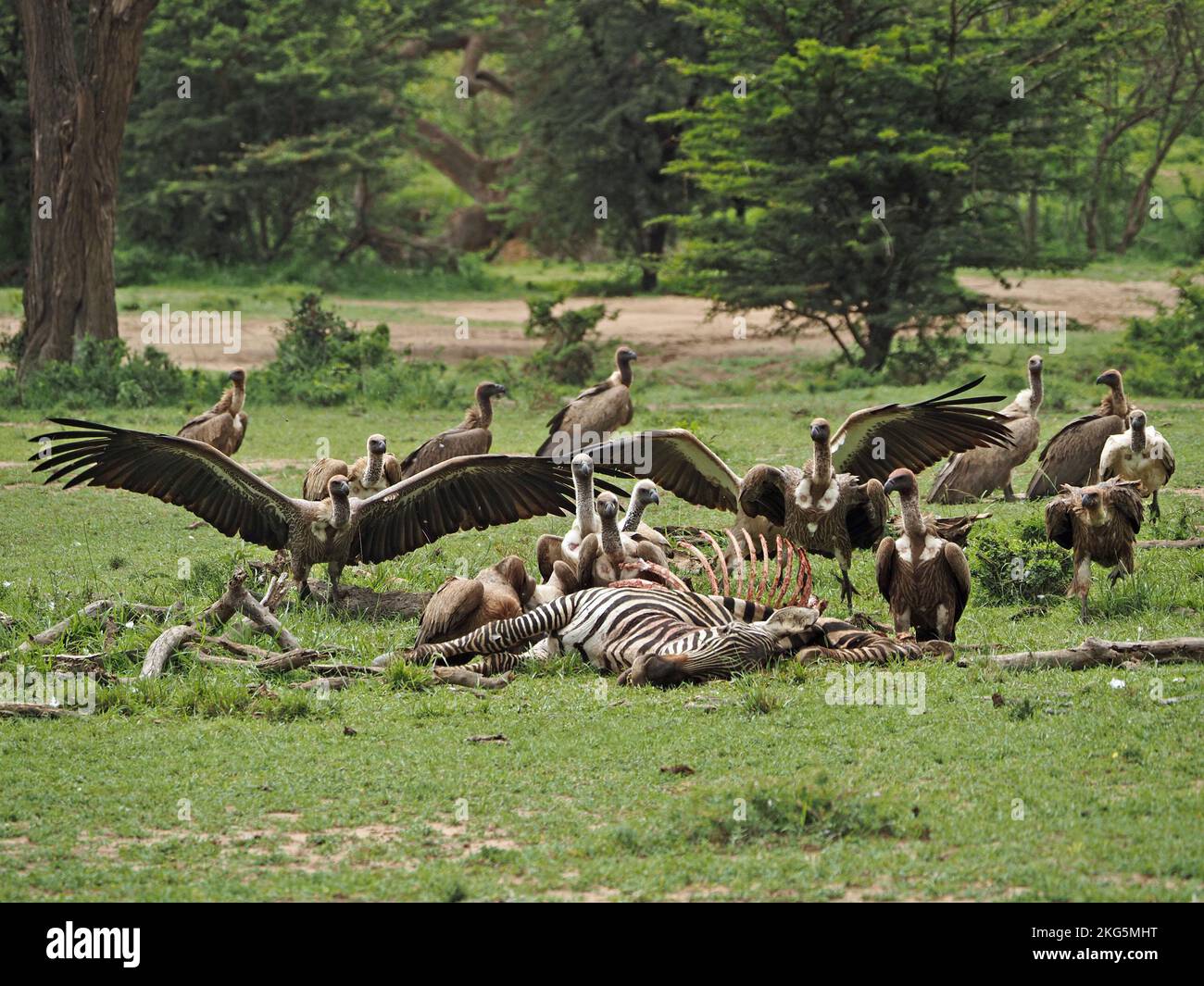 African White-backed Vulture (Gyps africanus) in threat pose with ...