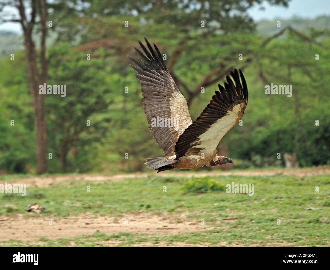African White-backed Vulture (Gyps africanus) in flight with spread ...