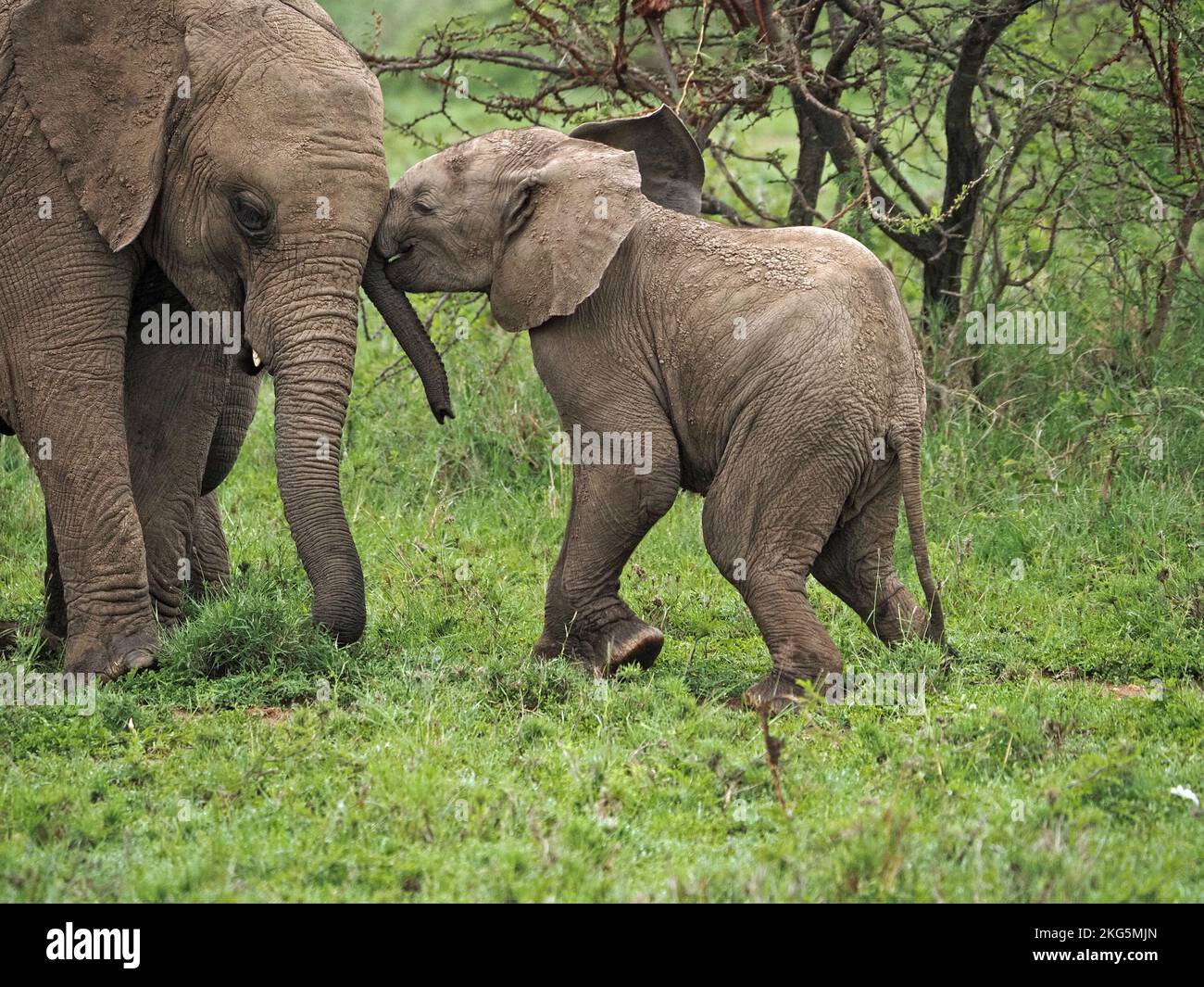 African elephant calf (Loxodonta africana) with older siblings on green ...