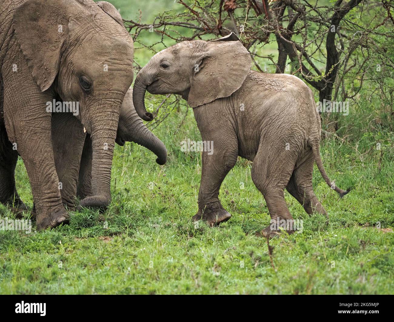 Baby elephant with siblings hi-res stock photography and images - Alamy
