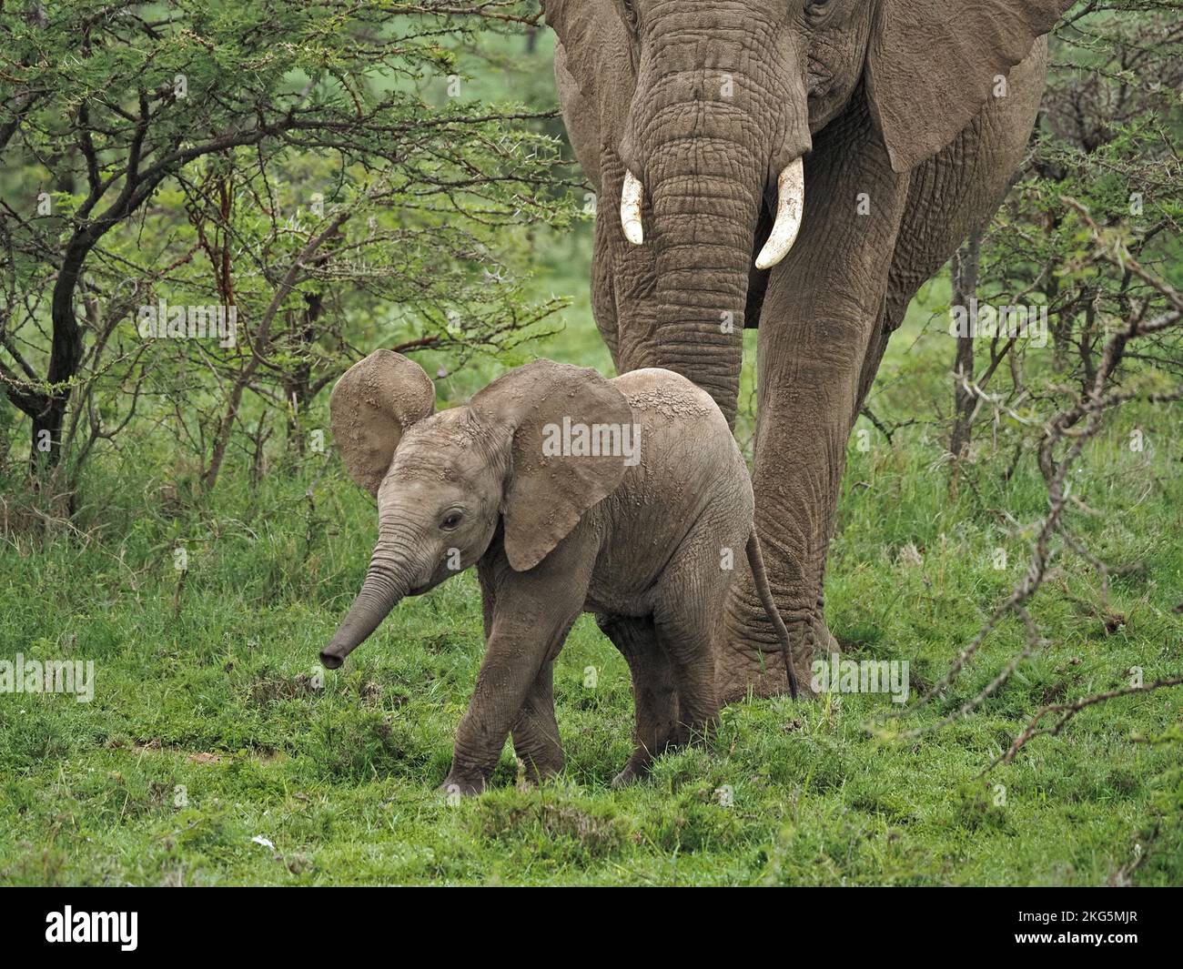 African elephant calf (Loxodonta africana) with flapping ears beside ...