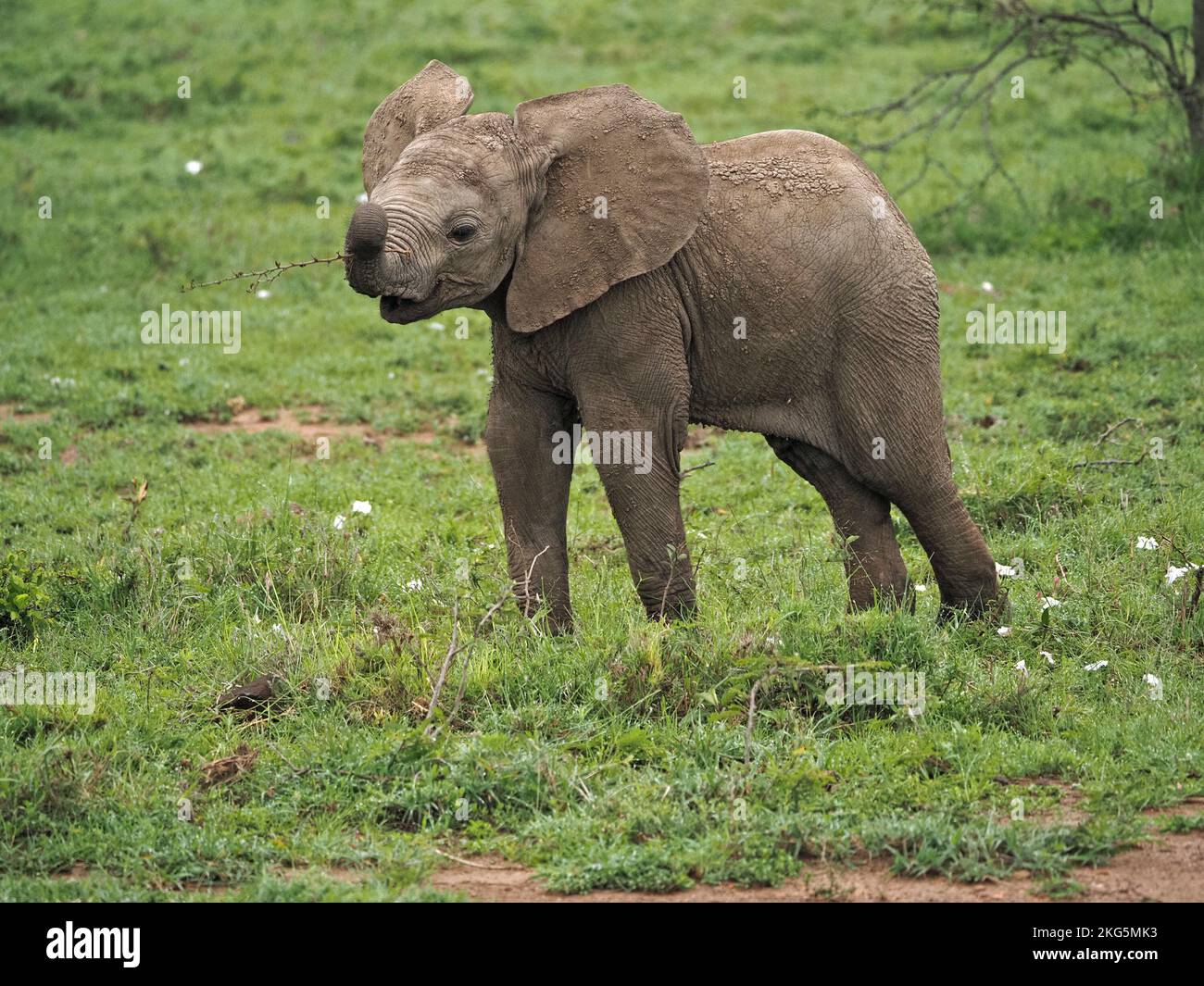 comical single African elephant calf (Loxodonta africana) learning ...