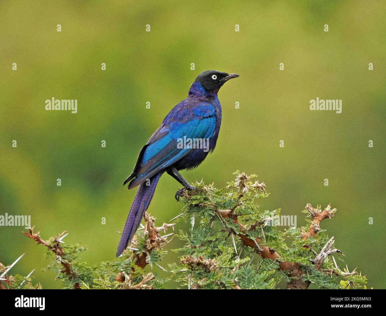 Ruppell's Long-tailed Starling (Lamprotornis purpuroptera) perched on ...