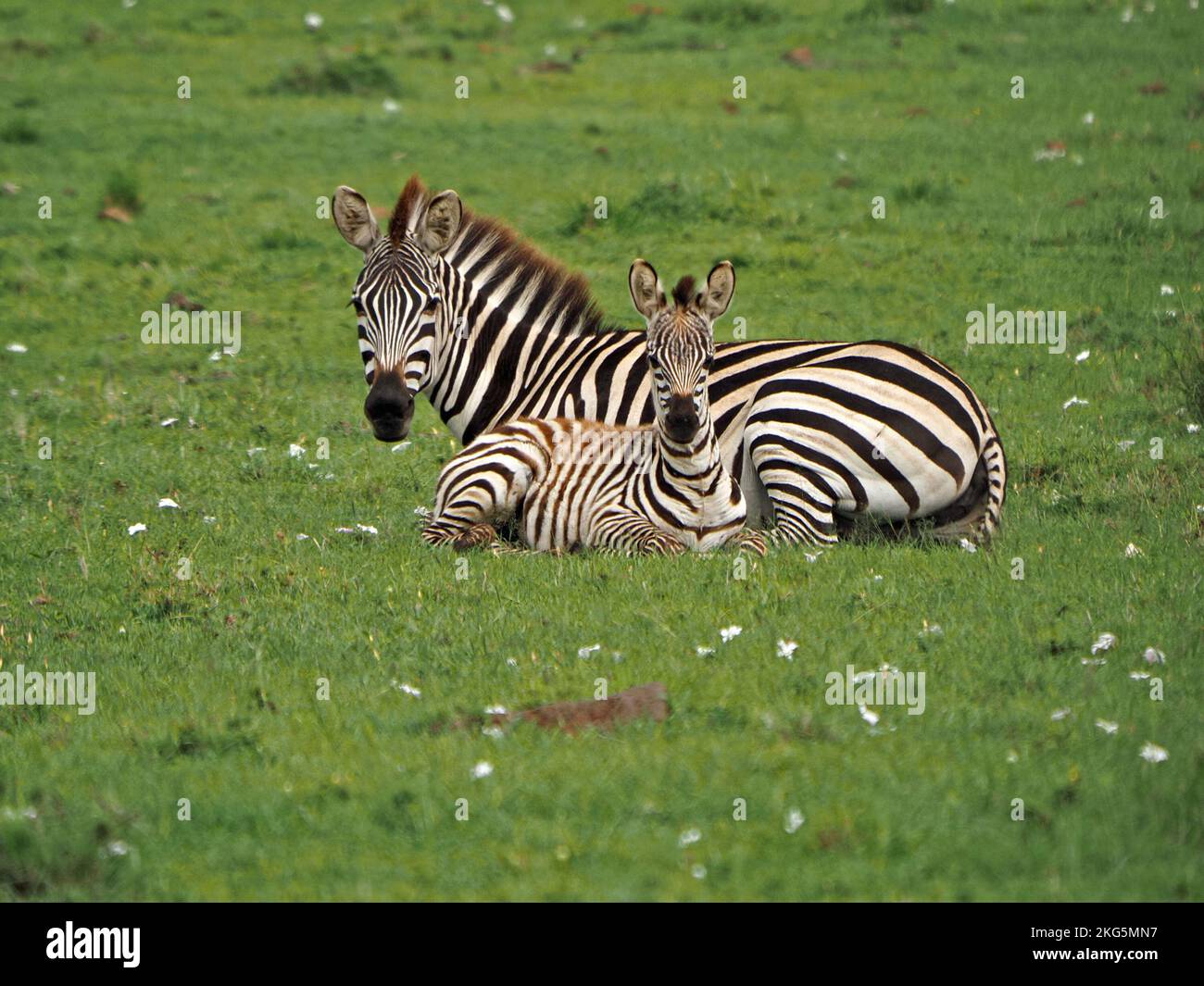 mother Burchell's zebra, Equus quagga burchellii or plains zebra ...