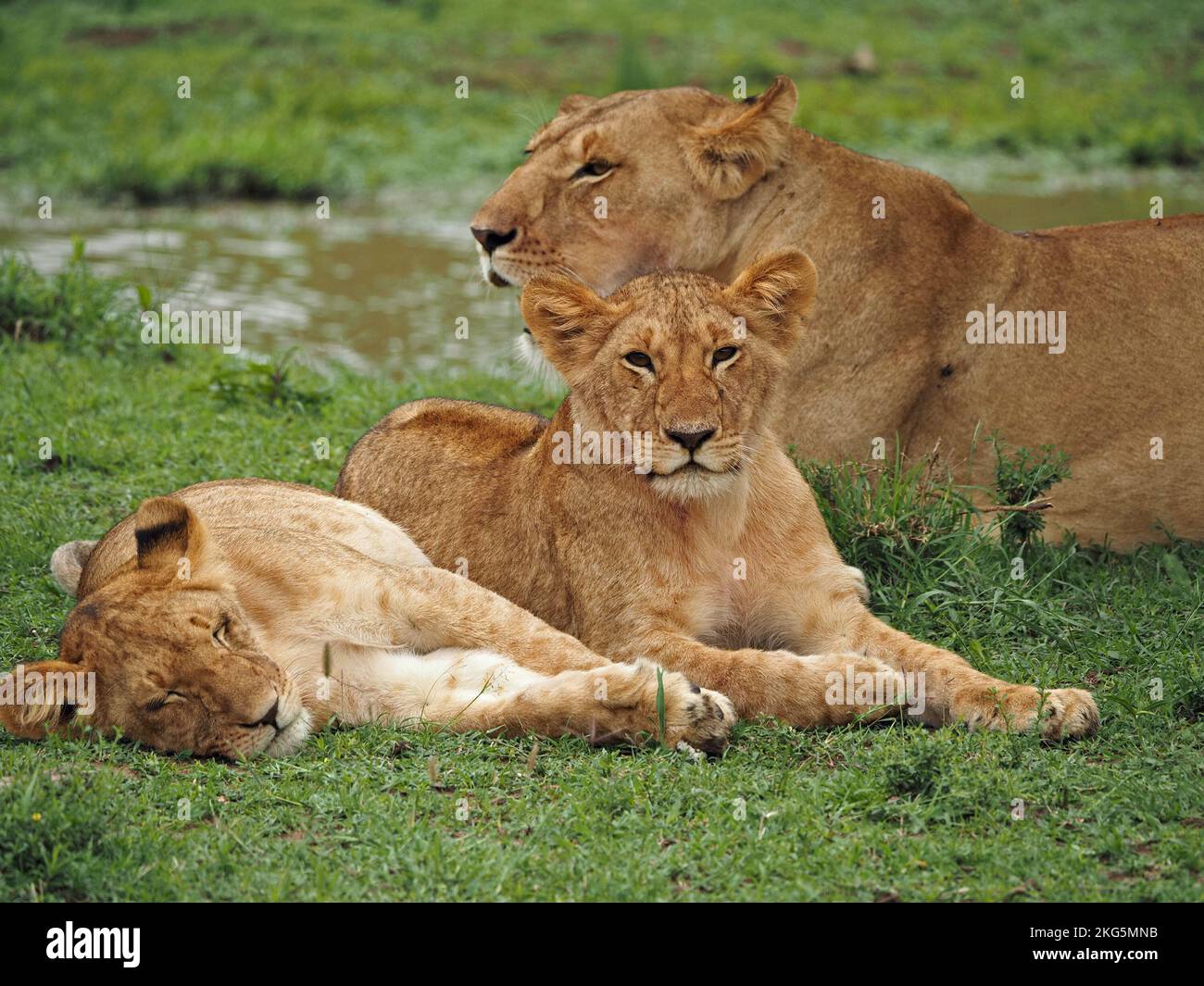 portrait of Lioness (Panthera leo) female lion & 2 sub-adult cubs ...