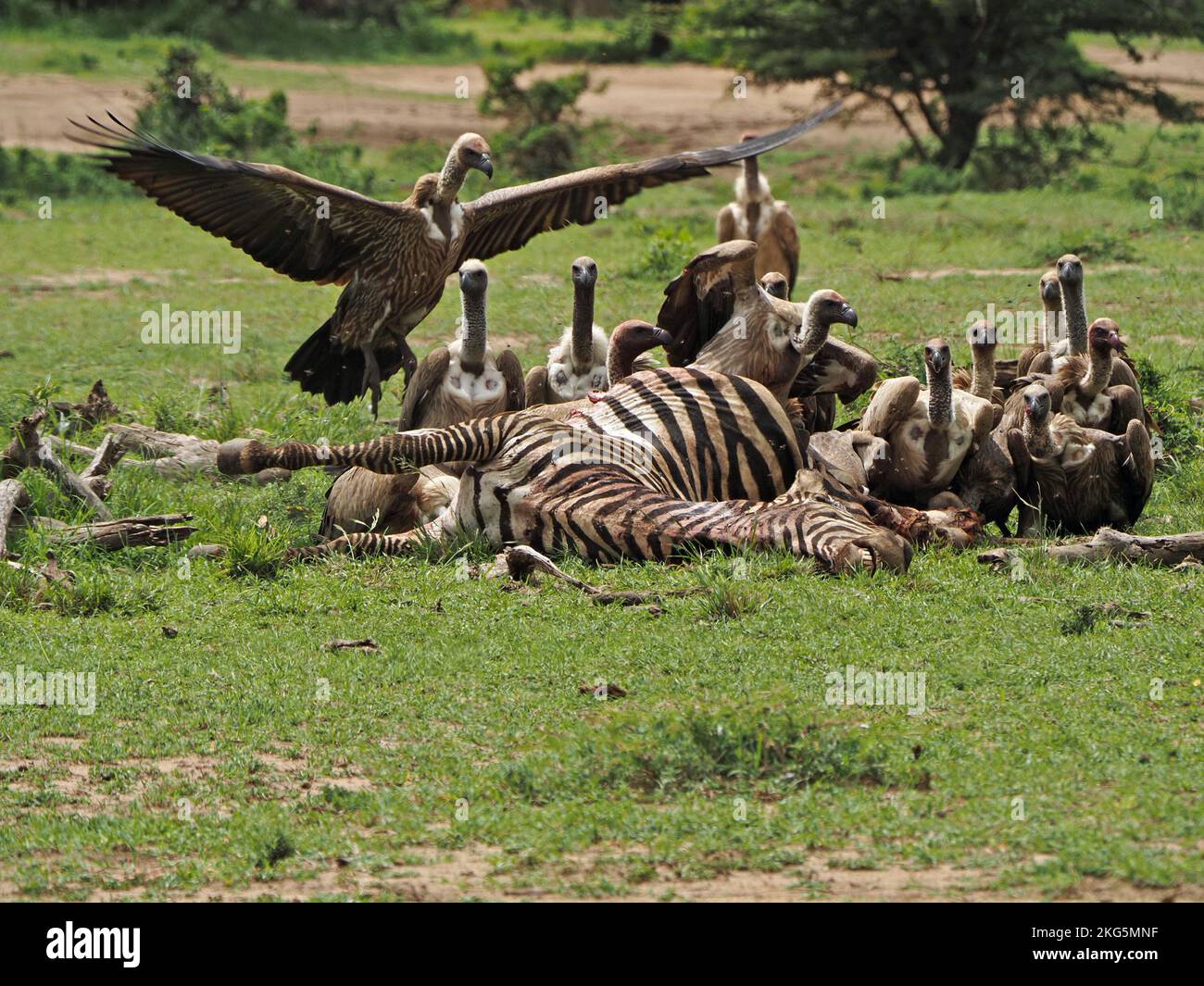 African White-backed Vulture (Gyps africanus) with spread wings ...