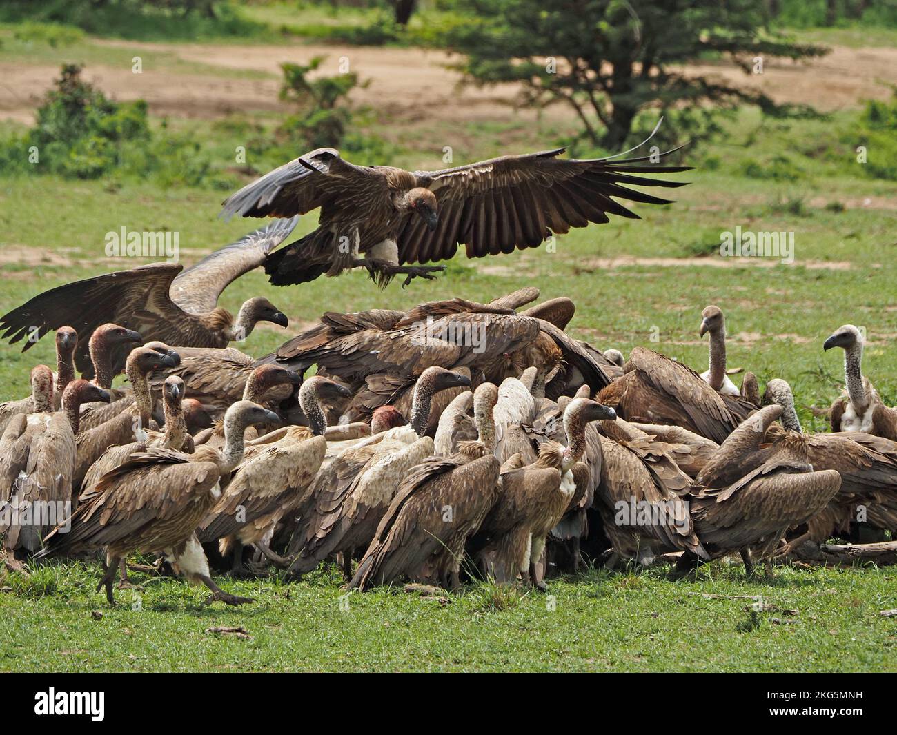 African White-backed Vulture (Gyps africanus) with spread wings ...