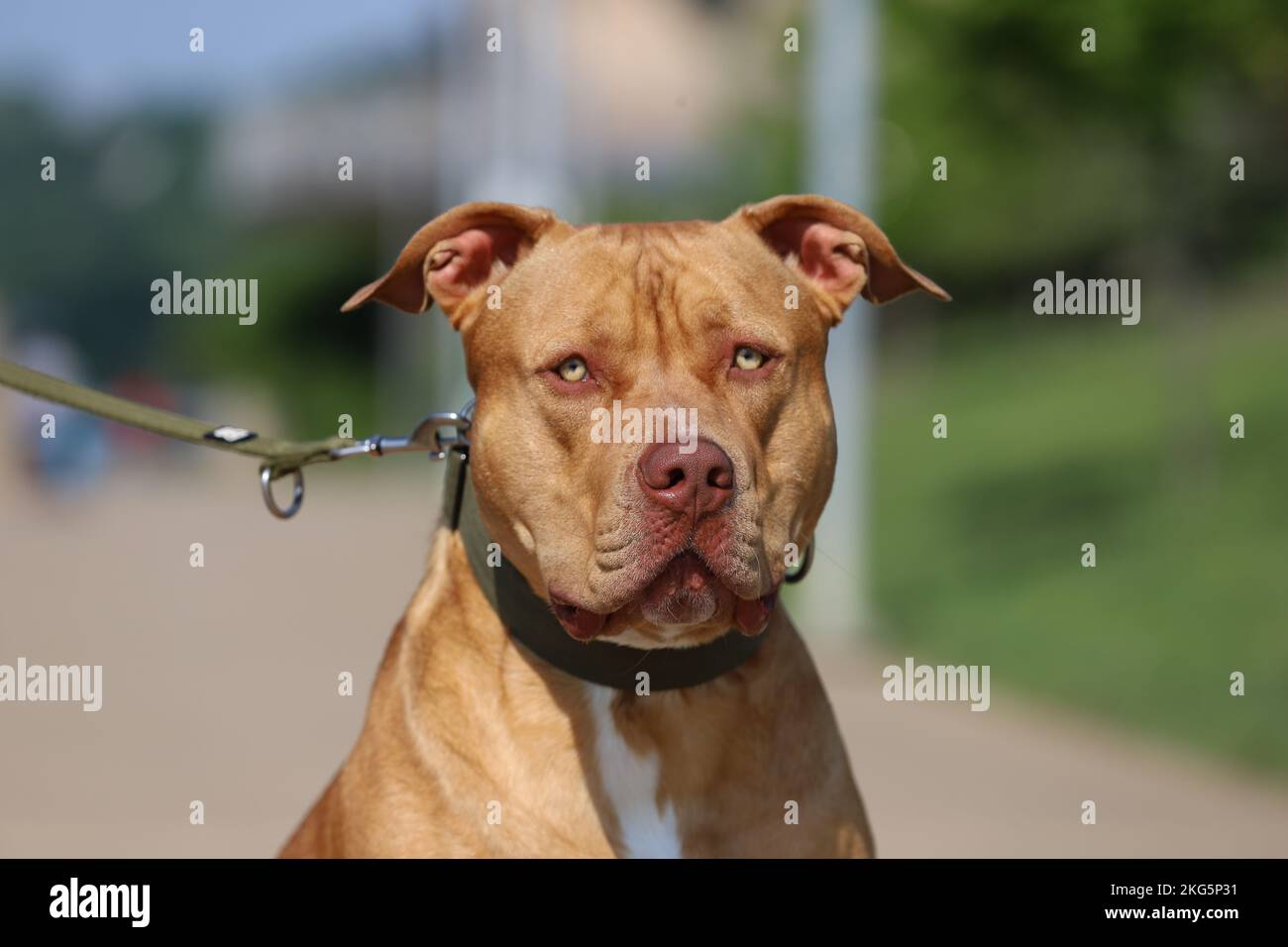 A portrait of an adorable Pit Bull dog with a serious look wearing a ...