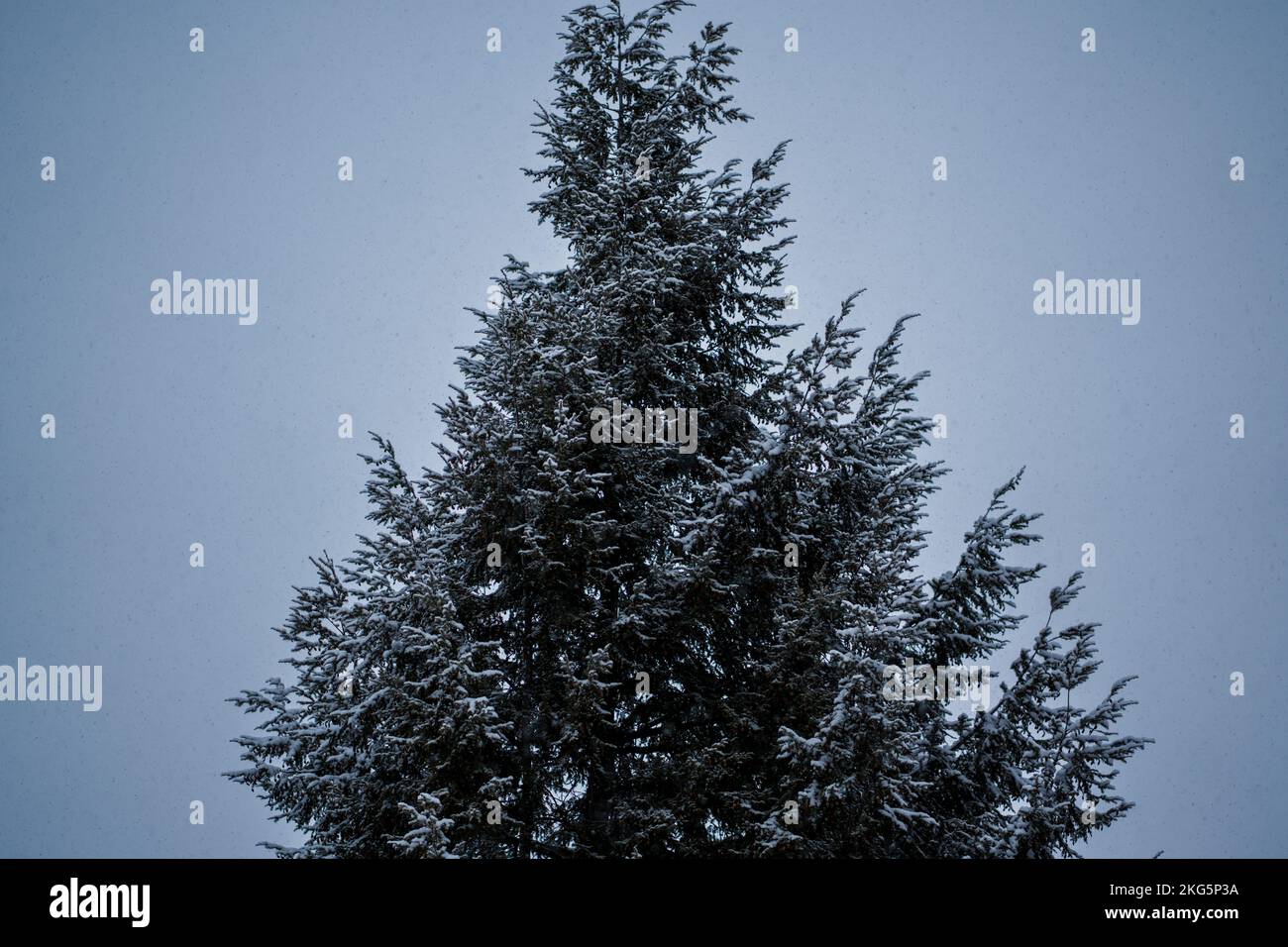 A single coniferous tree partially covered with snow under the blue sky ...