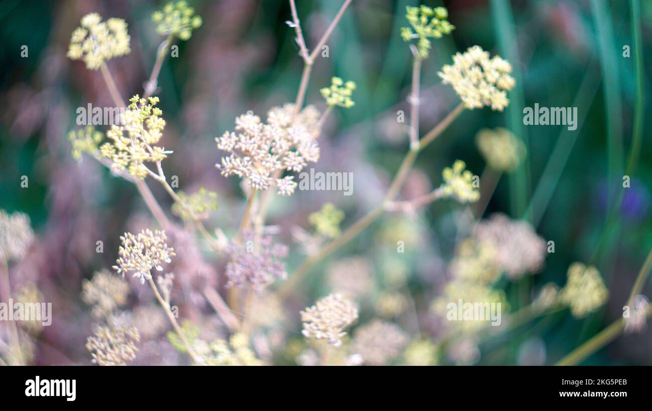 Ozothamnus hi-res stock photography and images - Alamy