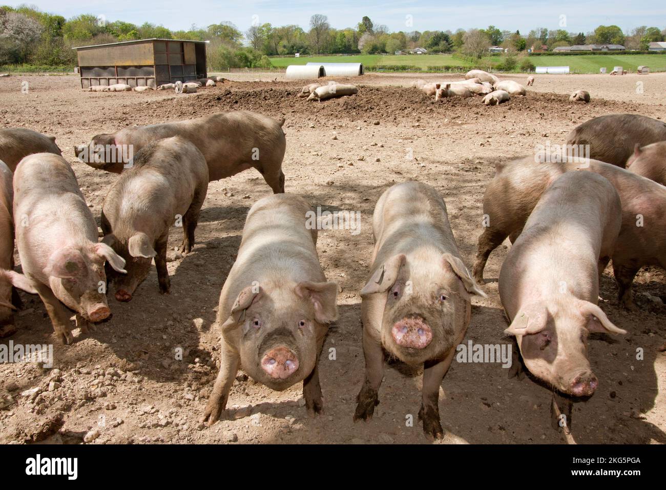 healthy free range hybrid pigs, West Sussex, England Stock Photo - Alamy