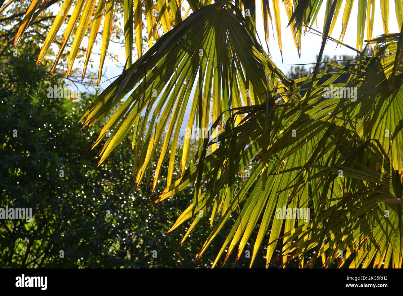 Close up view of large green yellow palm leaves under direct autumn sun ...