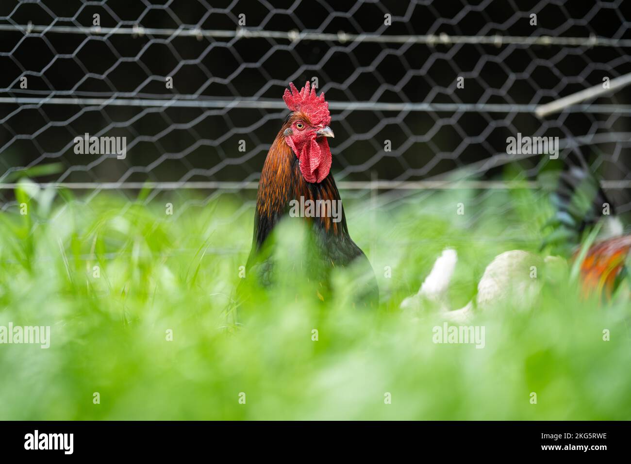 Chickens, hens and chooks, grazing and eating grass, on a free range ...