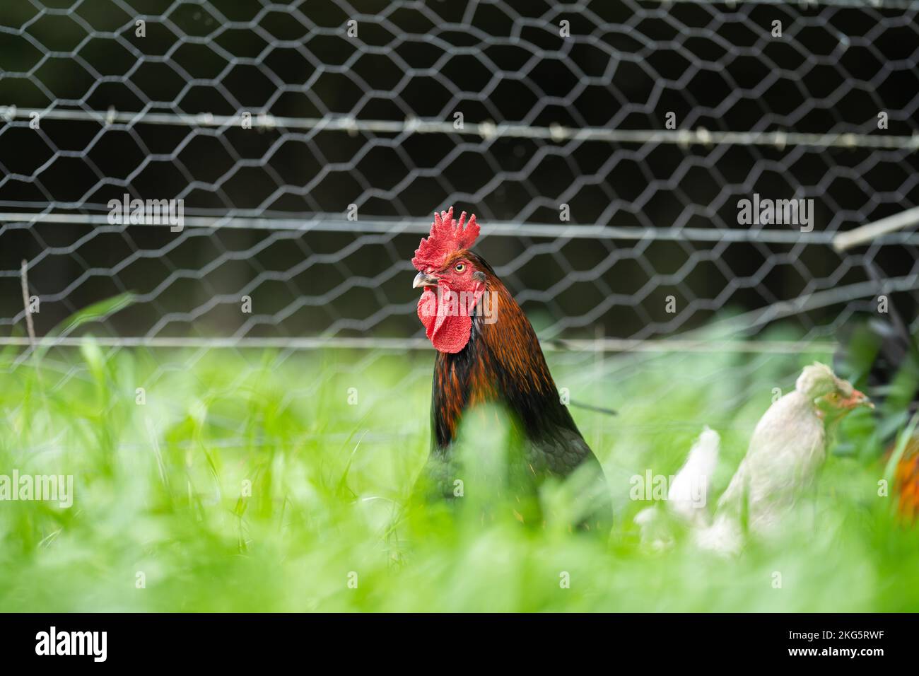 Chickens, hens and chooks, grazing and eating grass, on a free range ...