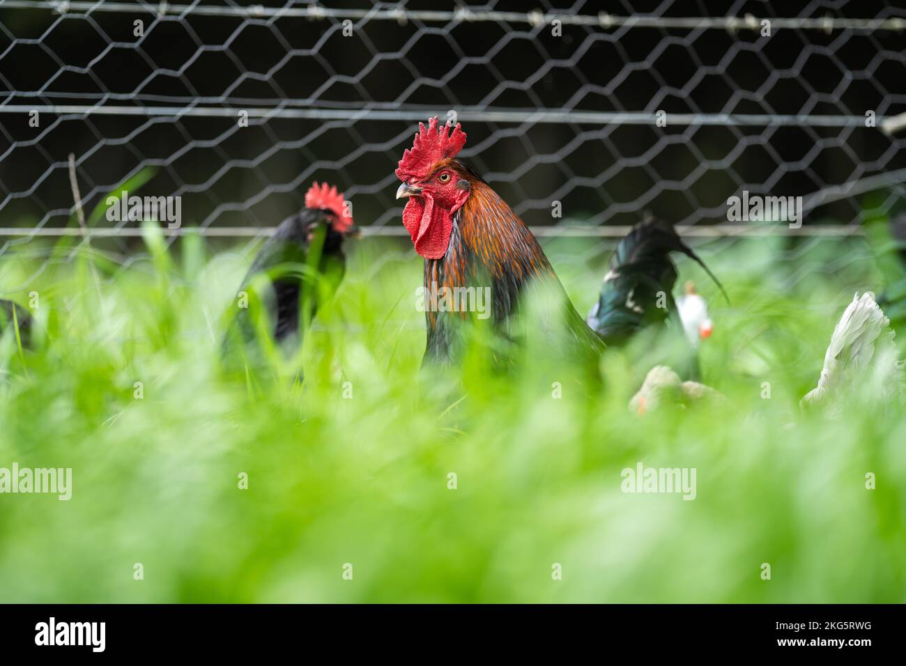 Chickens, hens and chooks, grazing and eating grass, on a free range ...