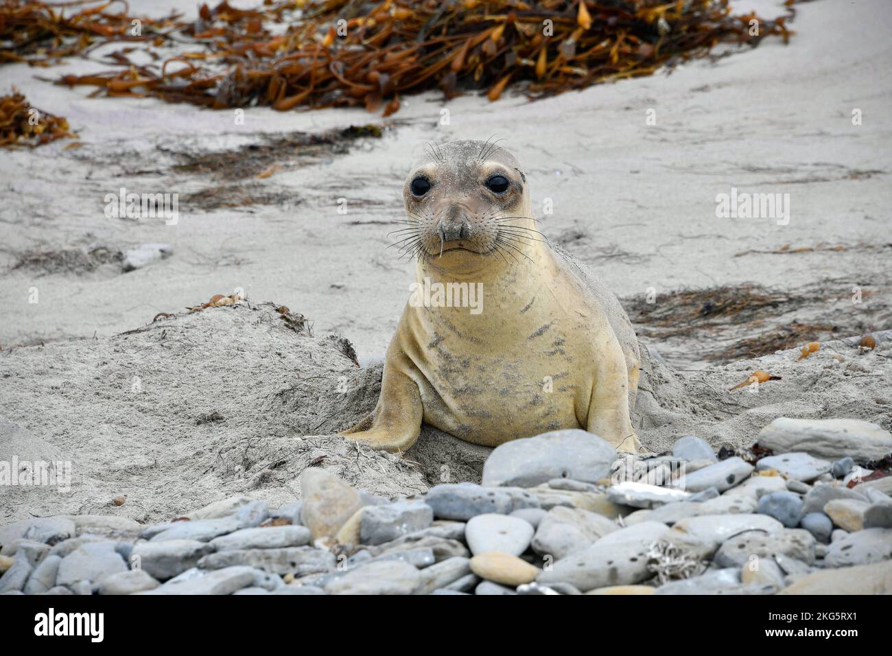 San Nicolas Island Animals