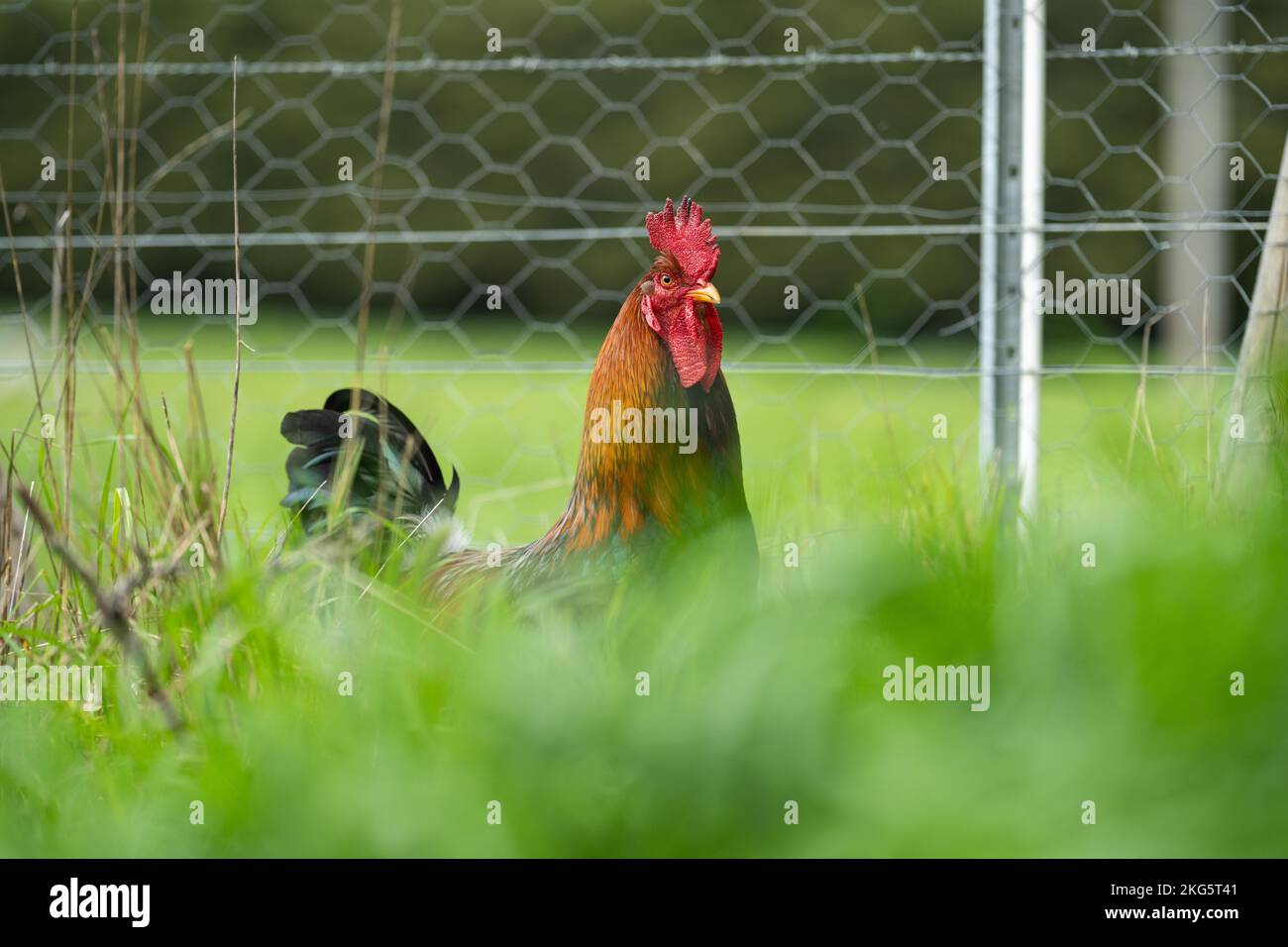 Chickens, hens and chooks, grazing and eating grass, on a free range ...