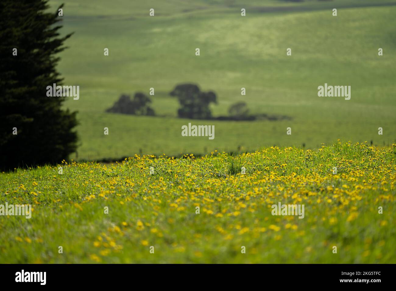 livestock on an agricultural farm on a ranch on pasture and grass in ...