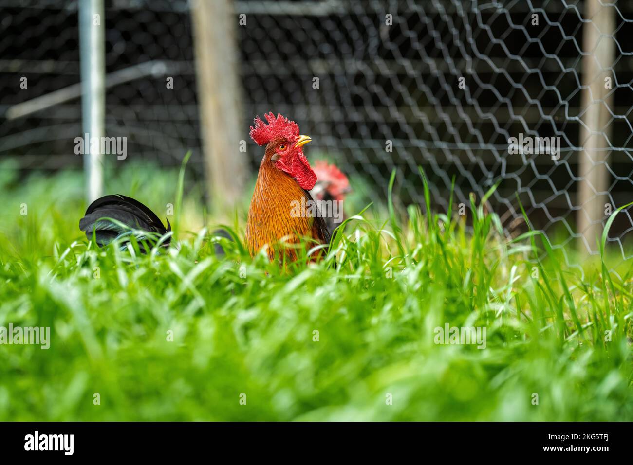 free range poultry layers on a ranch in america in spring Stock Photo ...