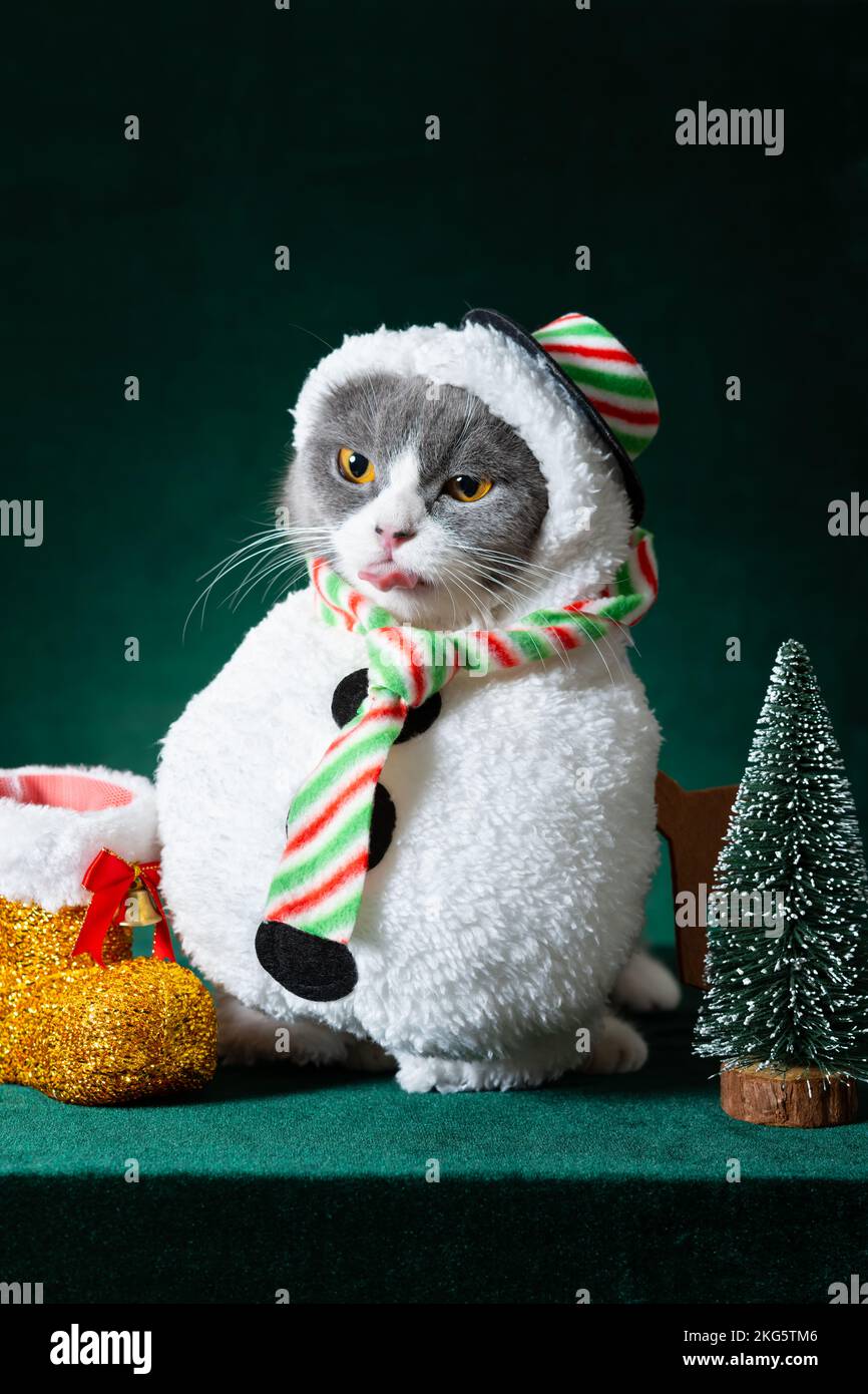 cute british shorthair cat with Christmas snowman dress on green ...