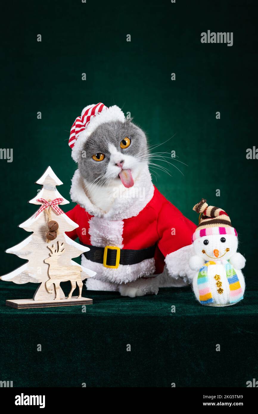 cute british shorthair cat with Santa Claus dress on green background ...