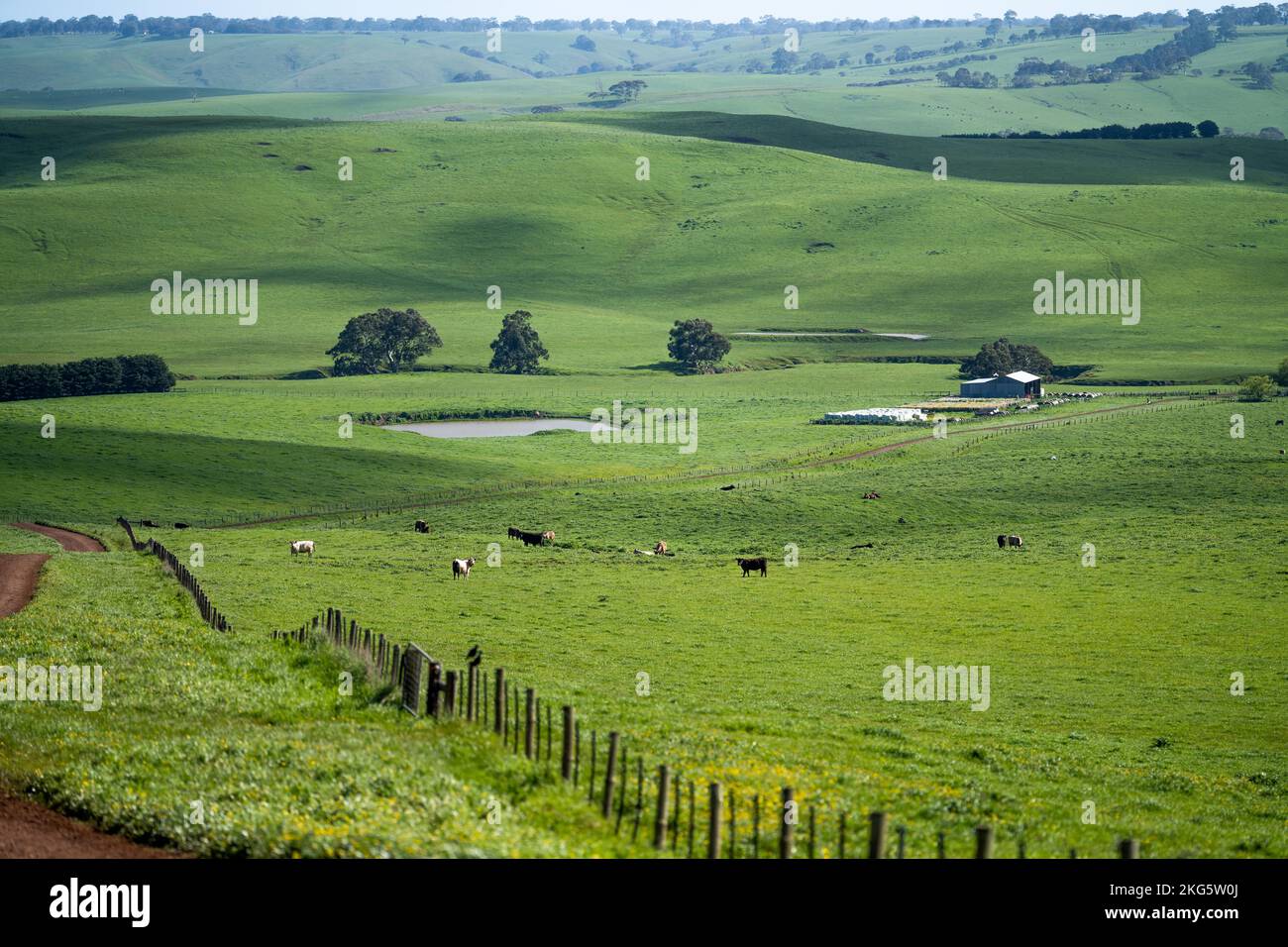 cows in a field in Australia in summer Stock Photo - Alamy
