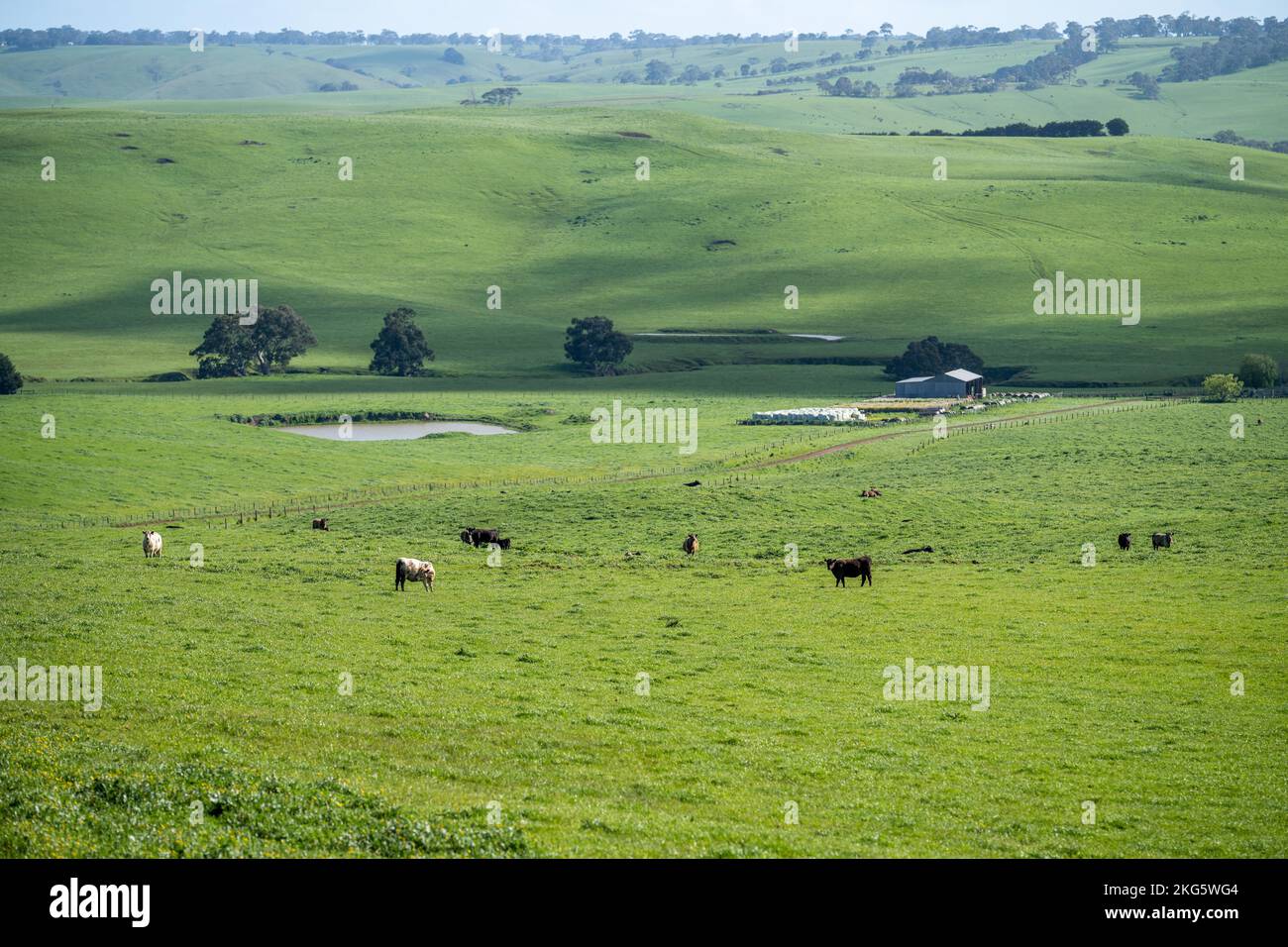 cattle and cows in a field on outback australia in summer Stock Photo ...