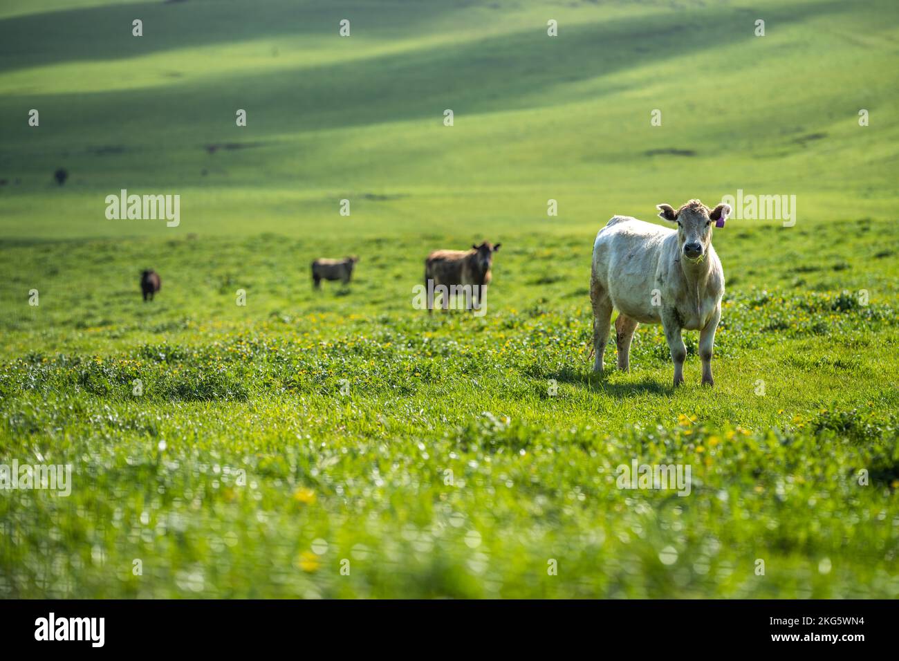 livestock on an agricultural farm on a ranch on pasture and grass in ...