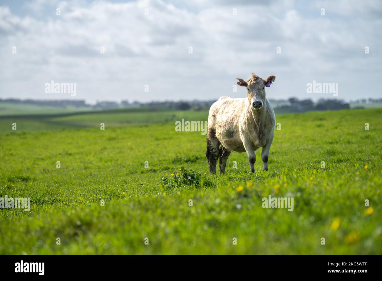 cows in a field in Australia in summer Stock Photo - Alamy