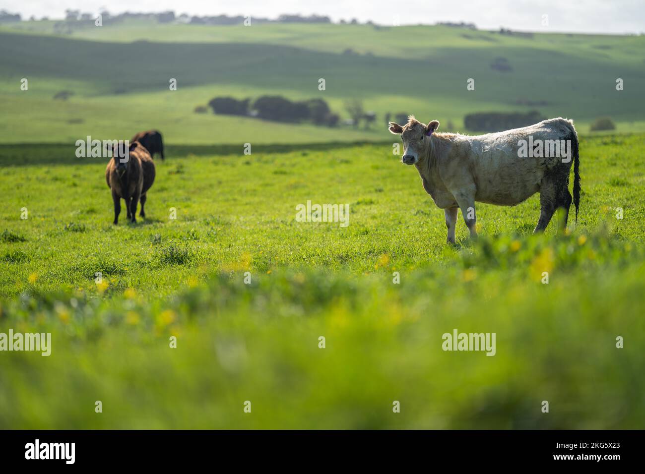 livestock on an agricultural farm on a ranch on pasture and grass in ...