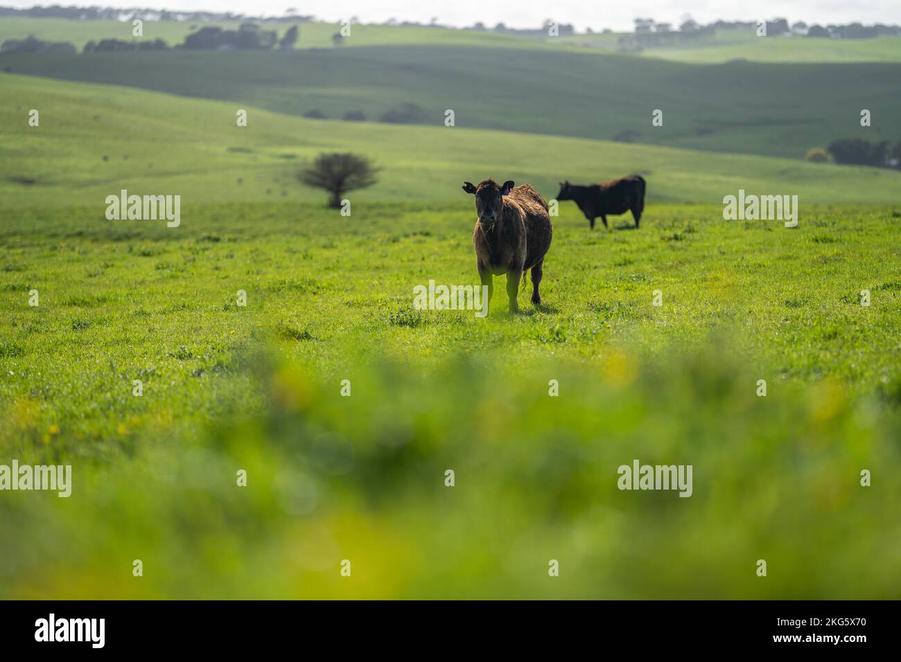 Australia macao hi-res stock photography and images - Alamy