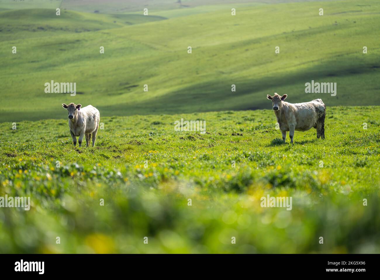 pasture and cows and livestock on a farm in America, usa Stock Photo ...
