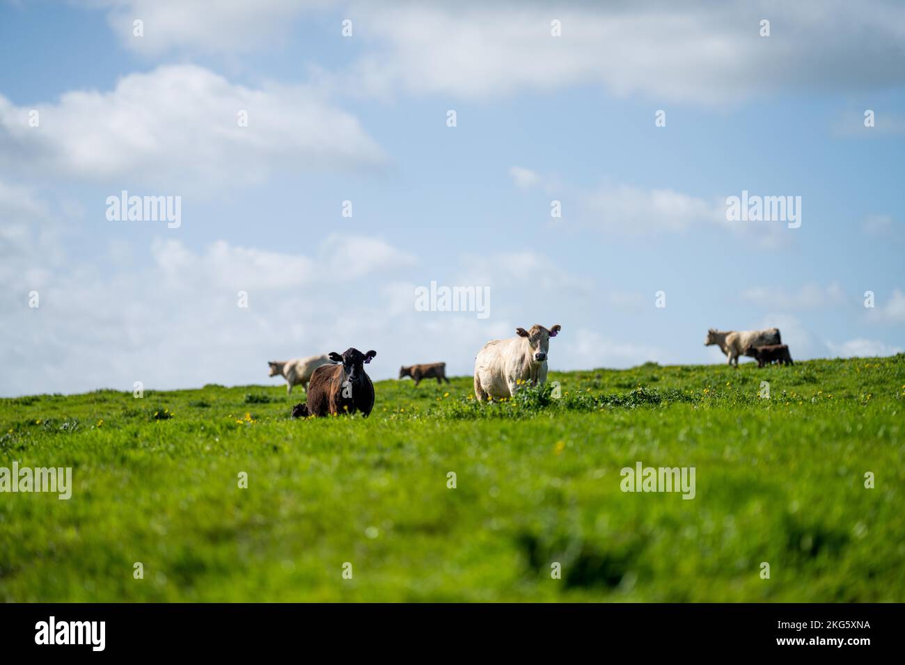 Australia brunei hi-res stock photography and images - Alamy