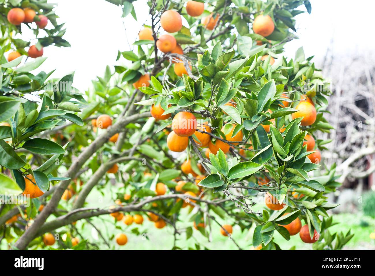 Fresh oranges and green leaves on trees outdoors Stock Photo - Alamy